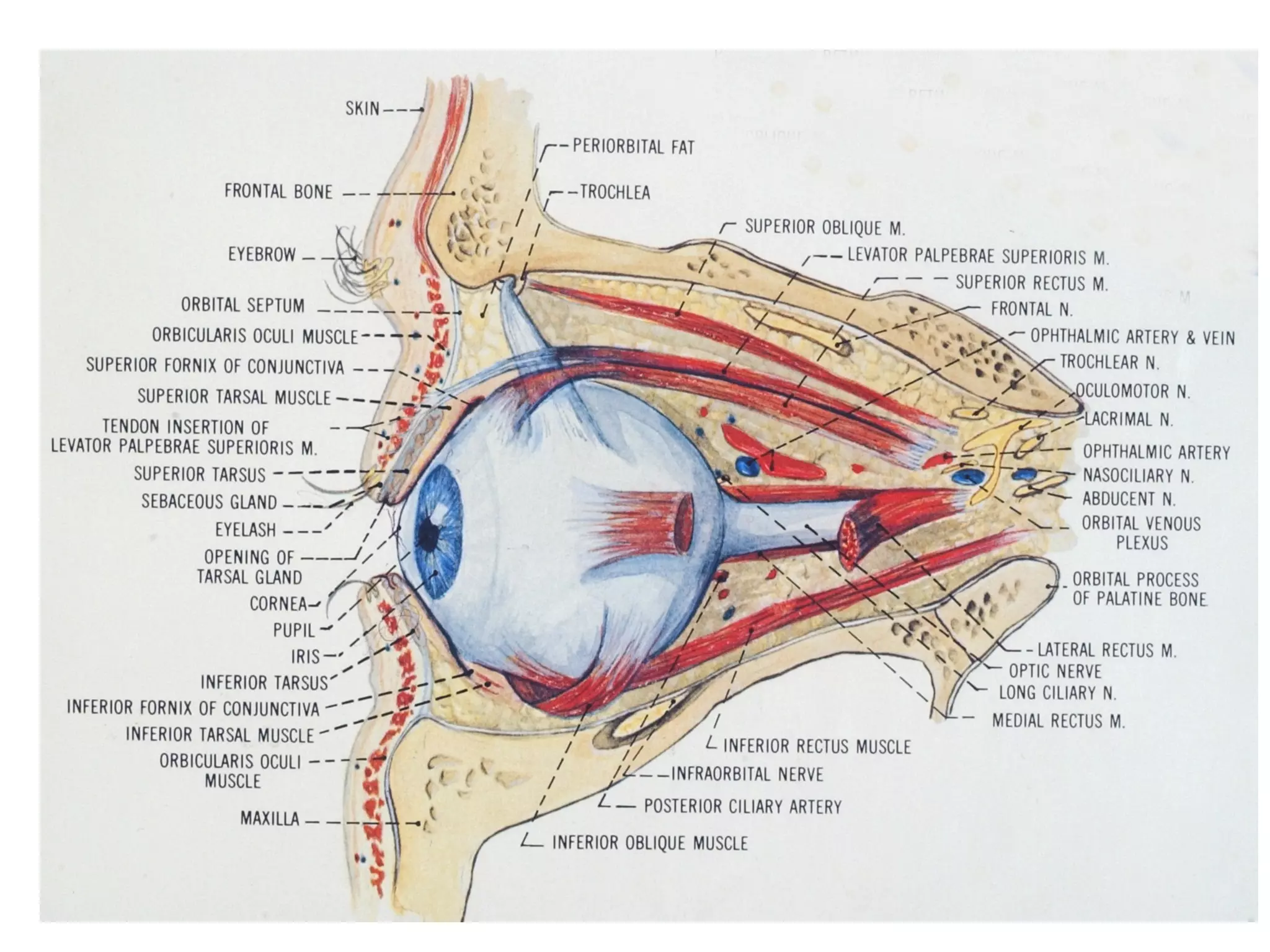 paediatric ophthalmology and strabismus | PPT