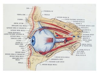 paediatric ophthalmology and strabismus | PPT