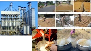 10 parboiling of rice.pptx