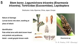 Pests of Green Manures_Bionomics_IPM_Dr.UPR.pdf
