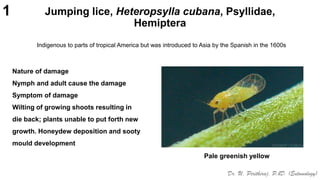 Pests of Green Manures_Bionomics_IPM_Dr.UPR.pdf