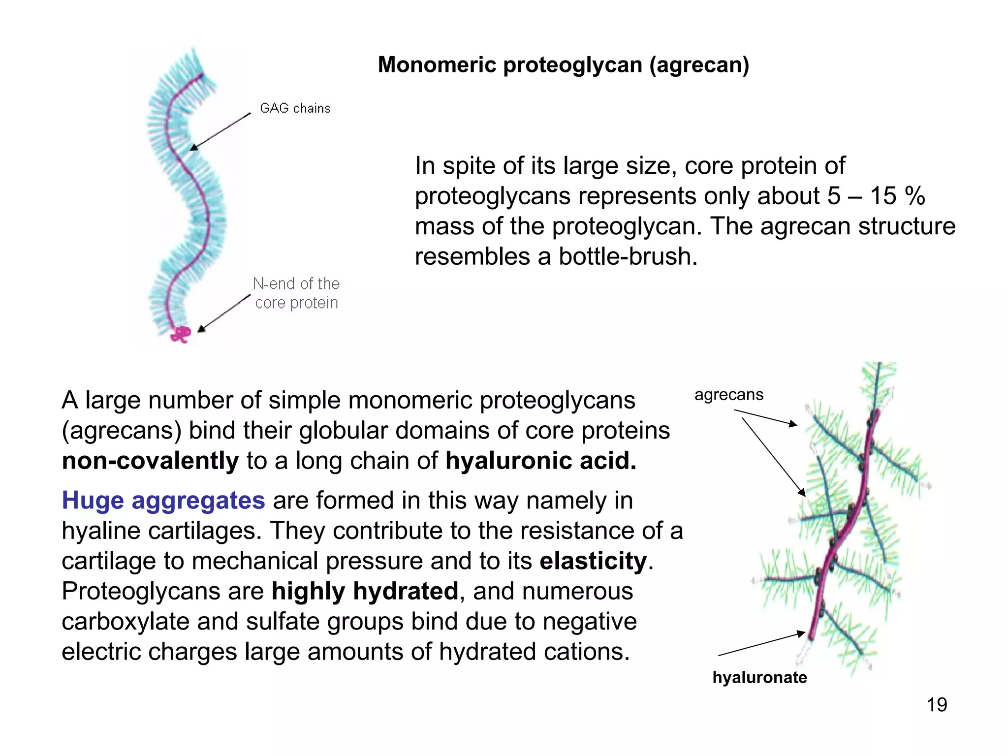 10 polysacch. _heteroglycosides__nucleic_acids | PPT