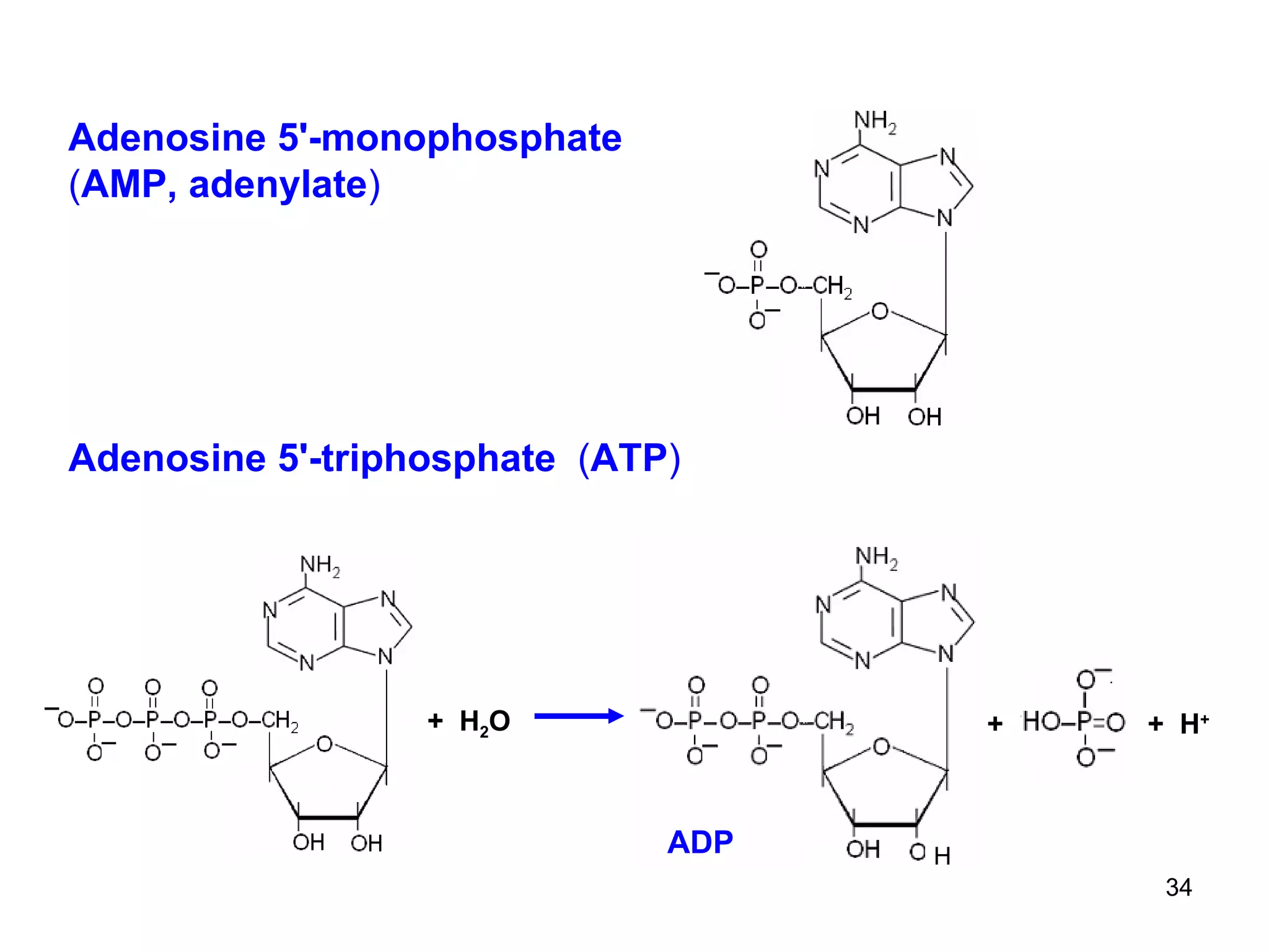 10 polysacch. _heteroglycosides__nucleic_acids | PPT