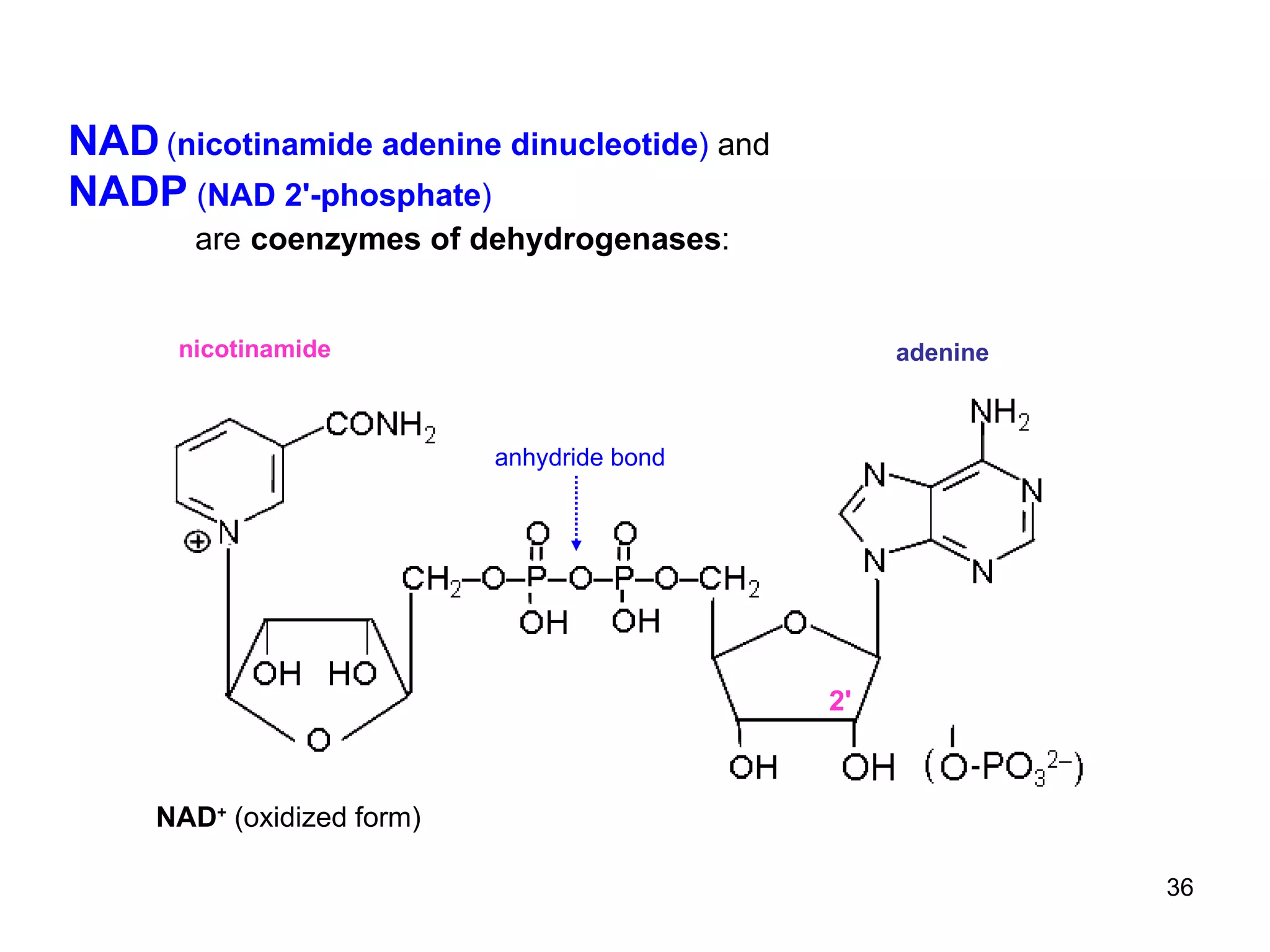 10 polysacch. _heteroglycosides__nucleic_acids | PPT