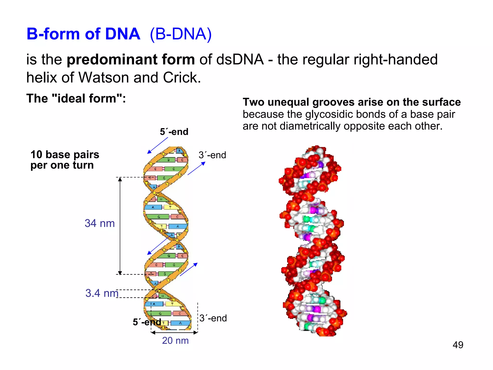 10 polysacch. _heteroglycosides__nucleic_acids | PPT