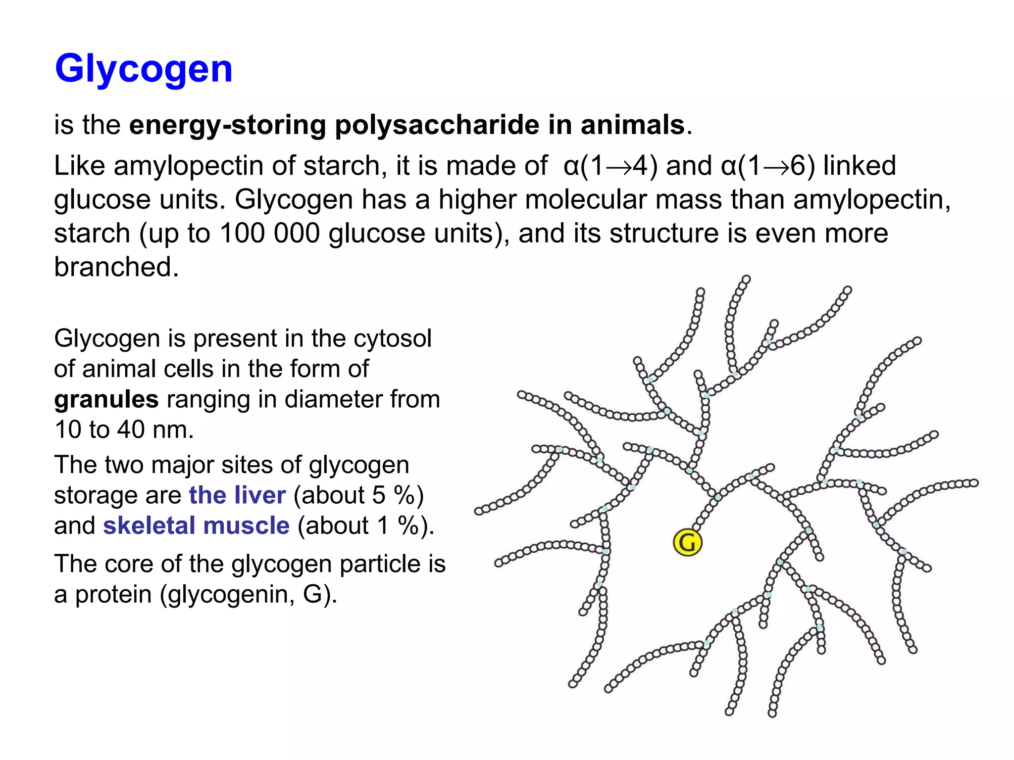 10 polysacch. _heteroglycosides__nucleic_acids | PPT