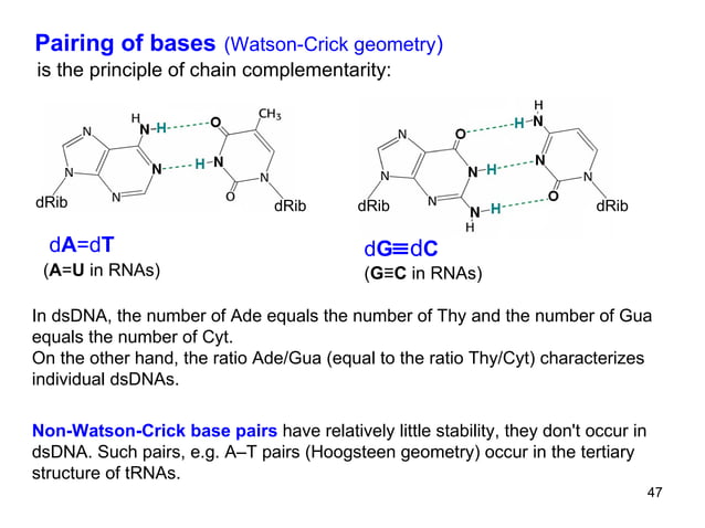 10 polysacch. _heteroglycosides__nucleic_acids | PPT