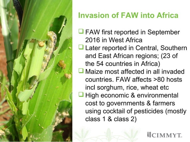Tackling the Fall Armyworm Crisis in Africa through Accelerated ...