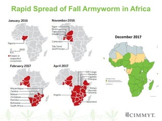 Tackling the Fall Armyworm Crisis in Africa through Accelerated ...