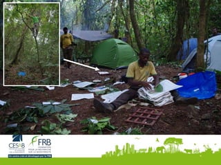 African rainforest dynamics: interactions between ecological processes ...