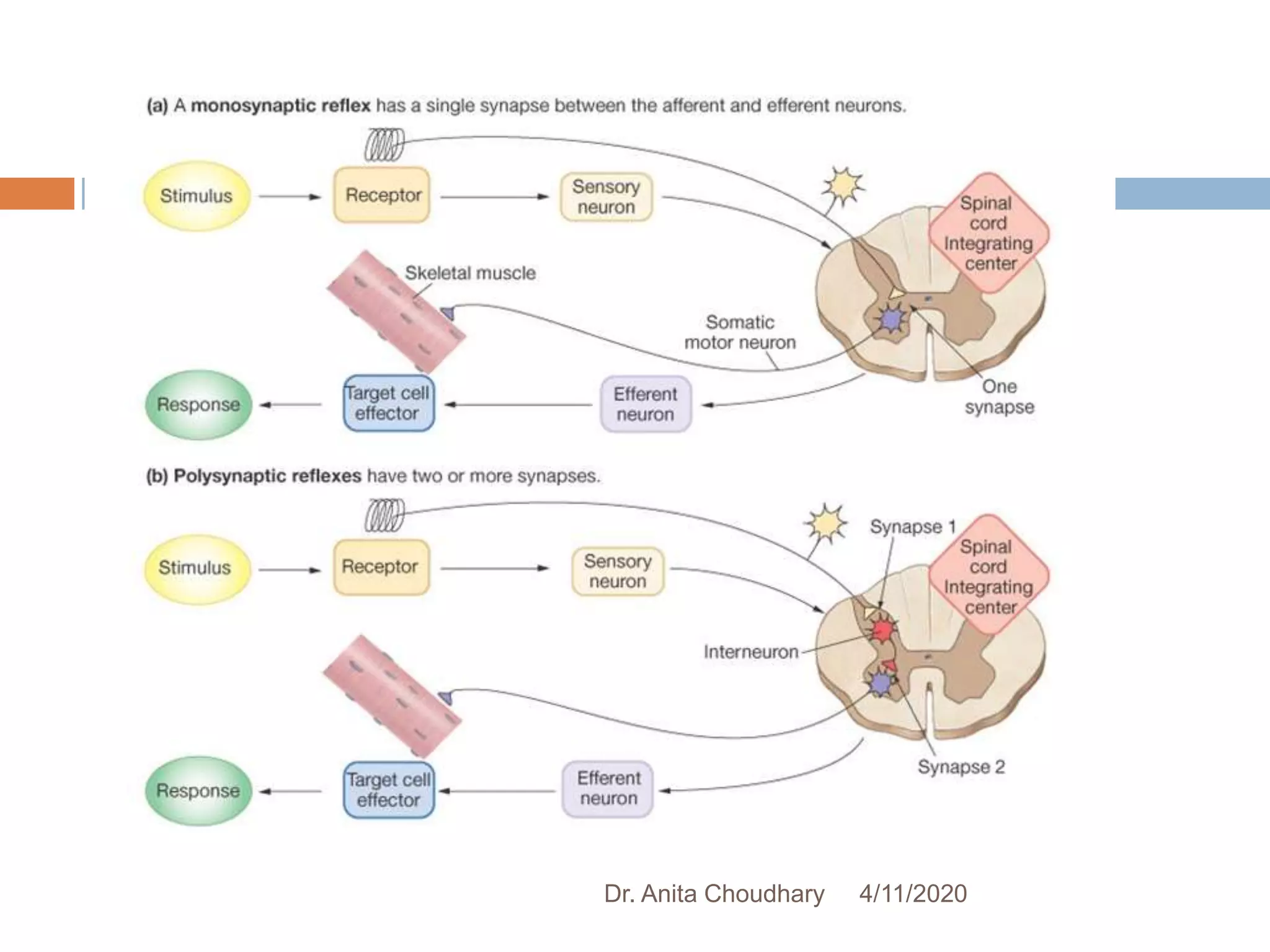 REFLEX ( Physiology) | PPTX