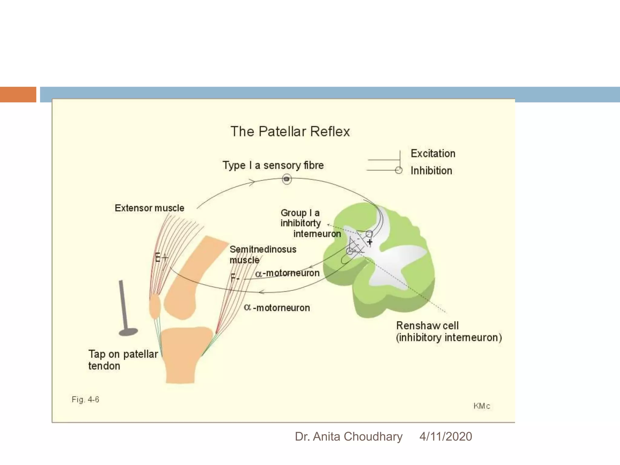 REFLEX ( Physiology) | PPTX