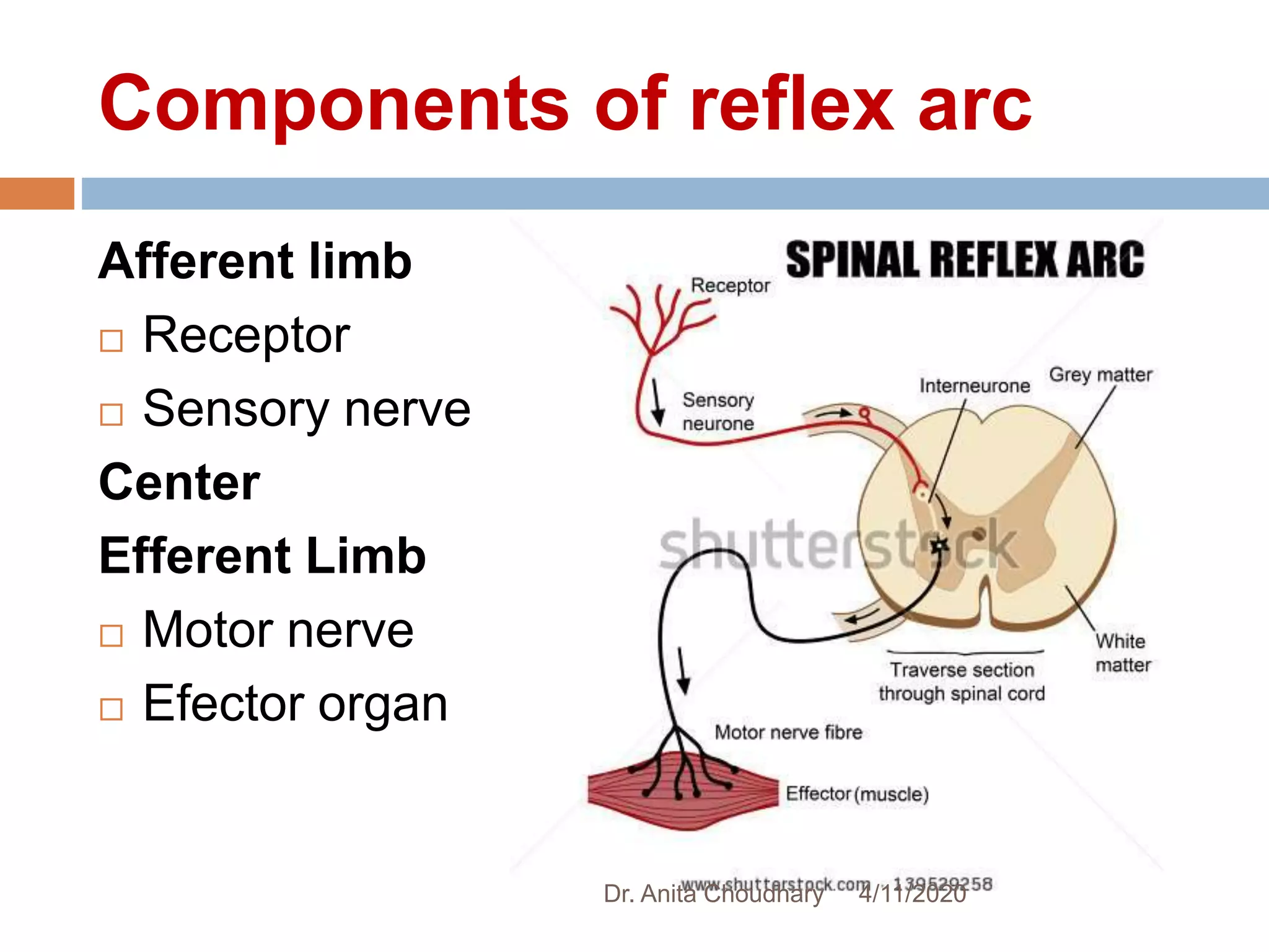 REFLEX ( Physiology) | PPTX