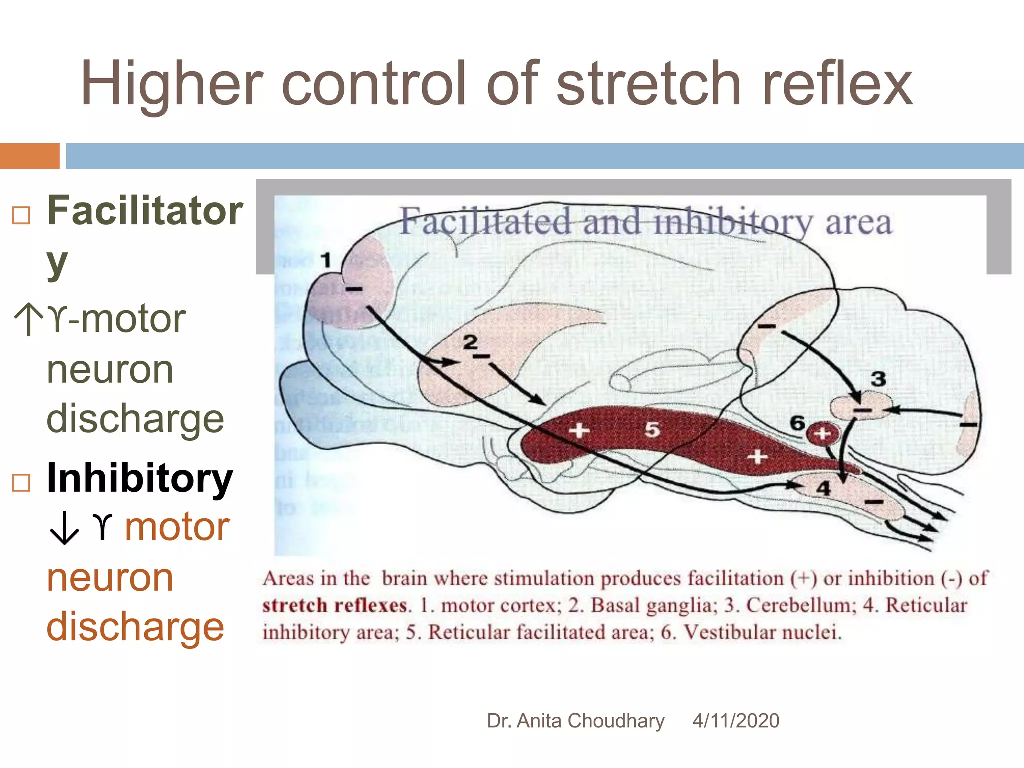 REFLEX ( Physiology) | PPTX