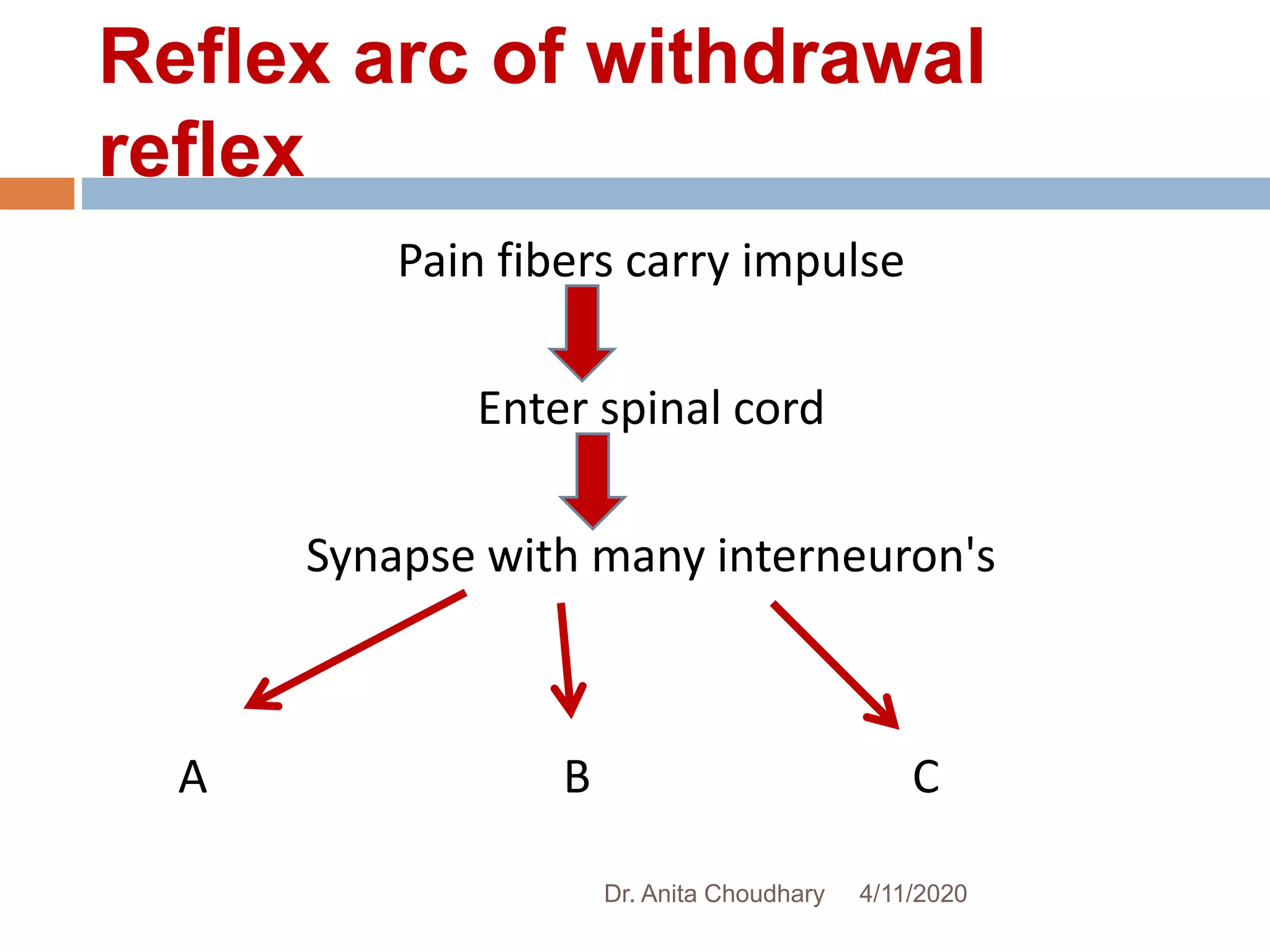 REFLEX ( Physiology) | PPTX