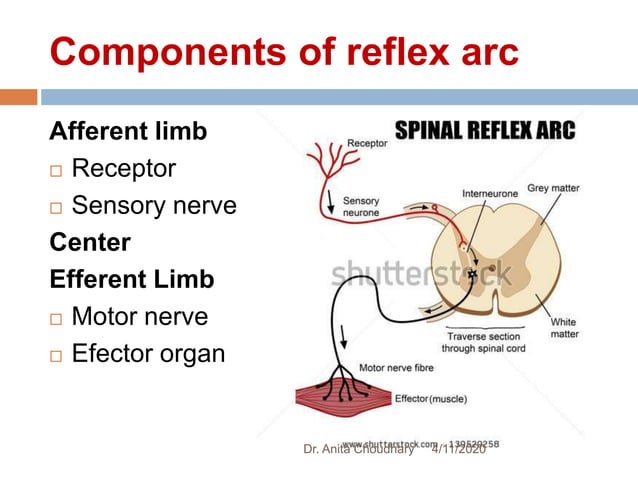 REFLEX ( Physiology) | PPTX
