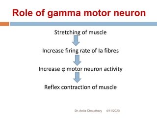 REFLEX ( Physiology) | PPTX