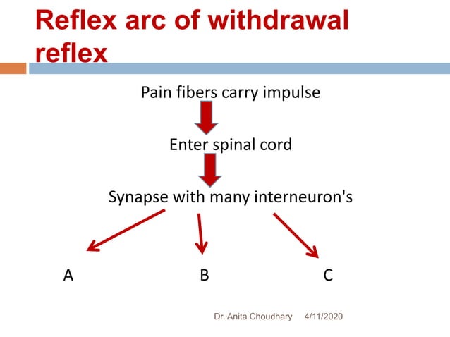REFLEX ( Physiology) | PPTX