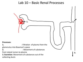 Renal Function | PDF | Endocrine and Metabolic Diseases | Diseases and ...