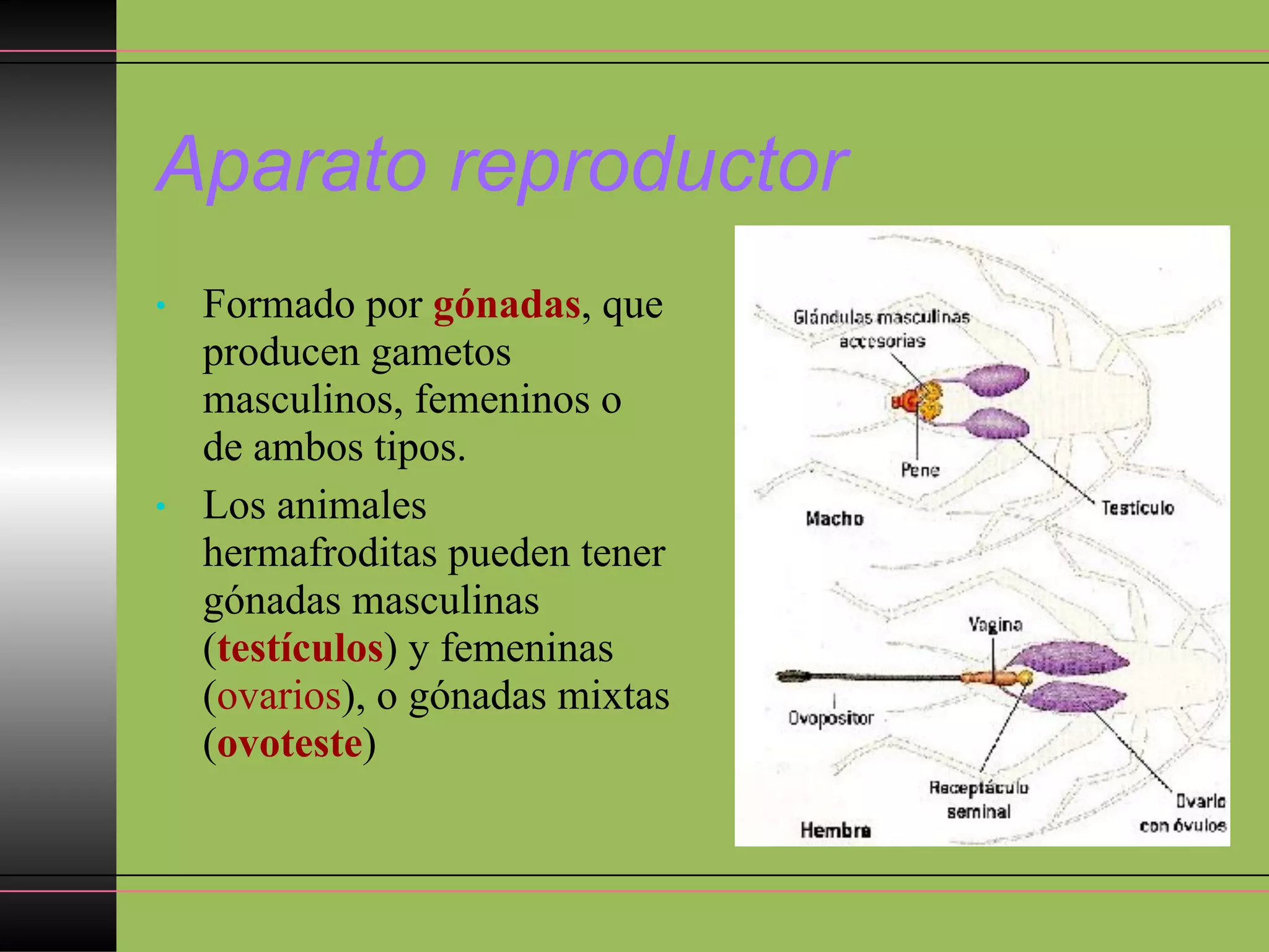 TEMA 11 LA REPRODUCCIÓN EN LOS ANIMALES | PPT