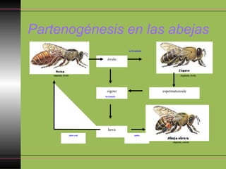 TEMA 11 LA REPRODUCCIÓN EN LOS ANIMALES | PDF