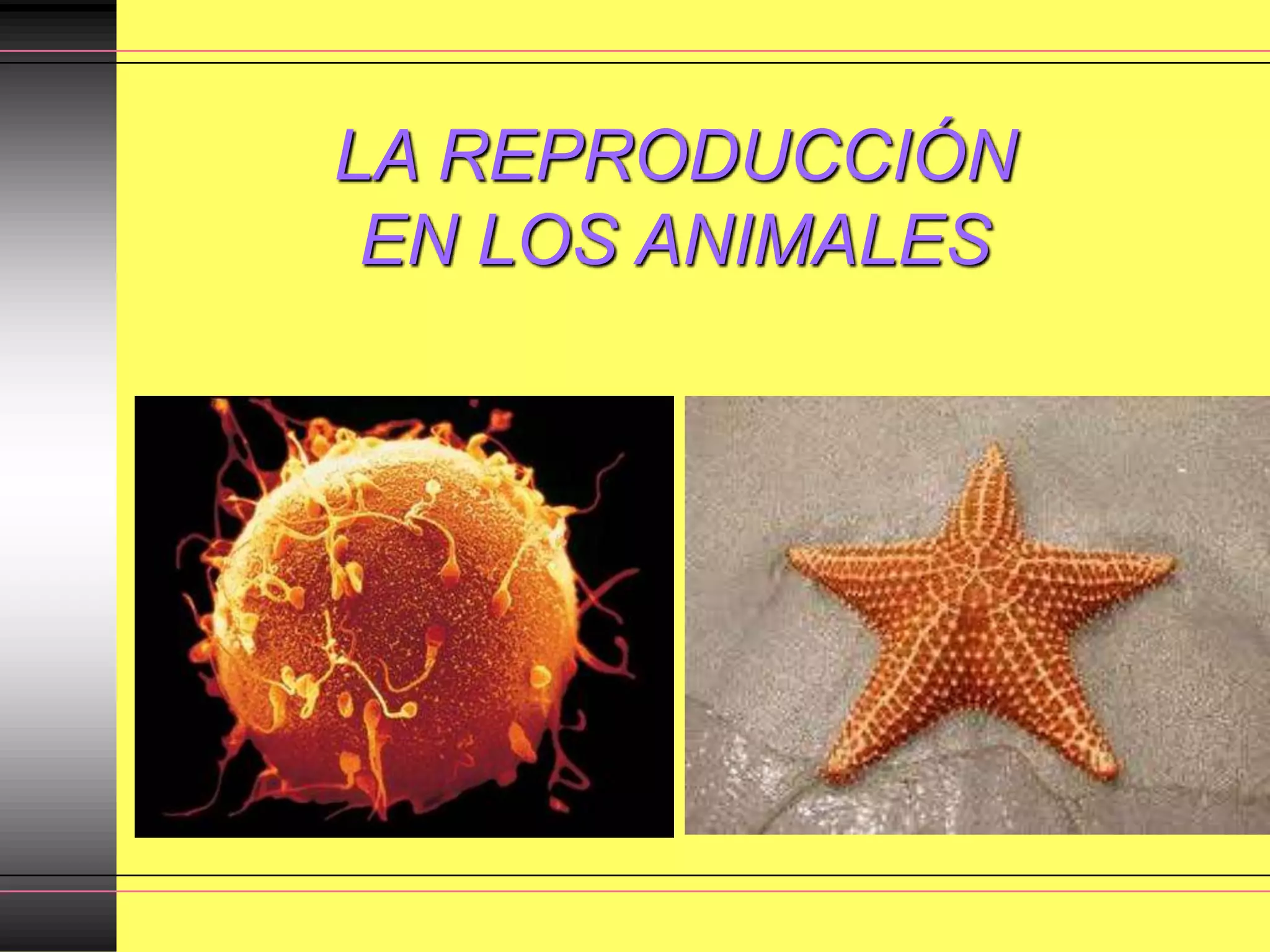 Reproducción en animales | PPT