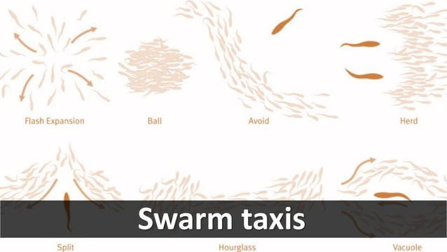 Aggregation And Swarm Taxis In Swarm Robotics Ppt