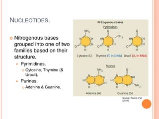 Genetics - 02 The structure of DNA | PPTX