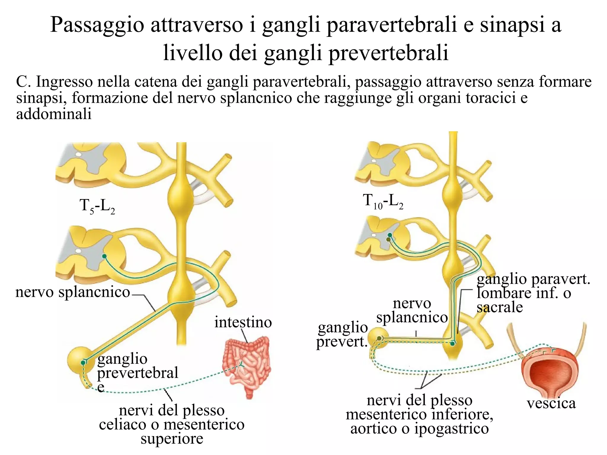 10 sistema nervoso autonomo | PPT