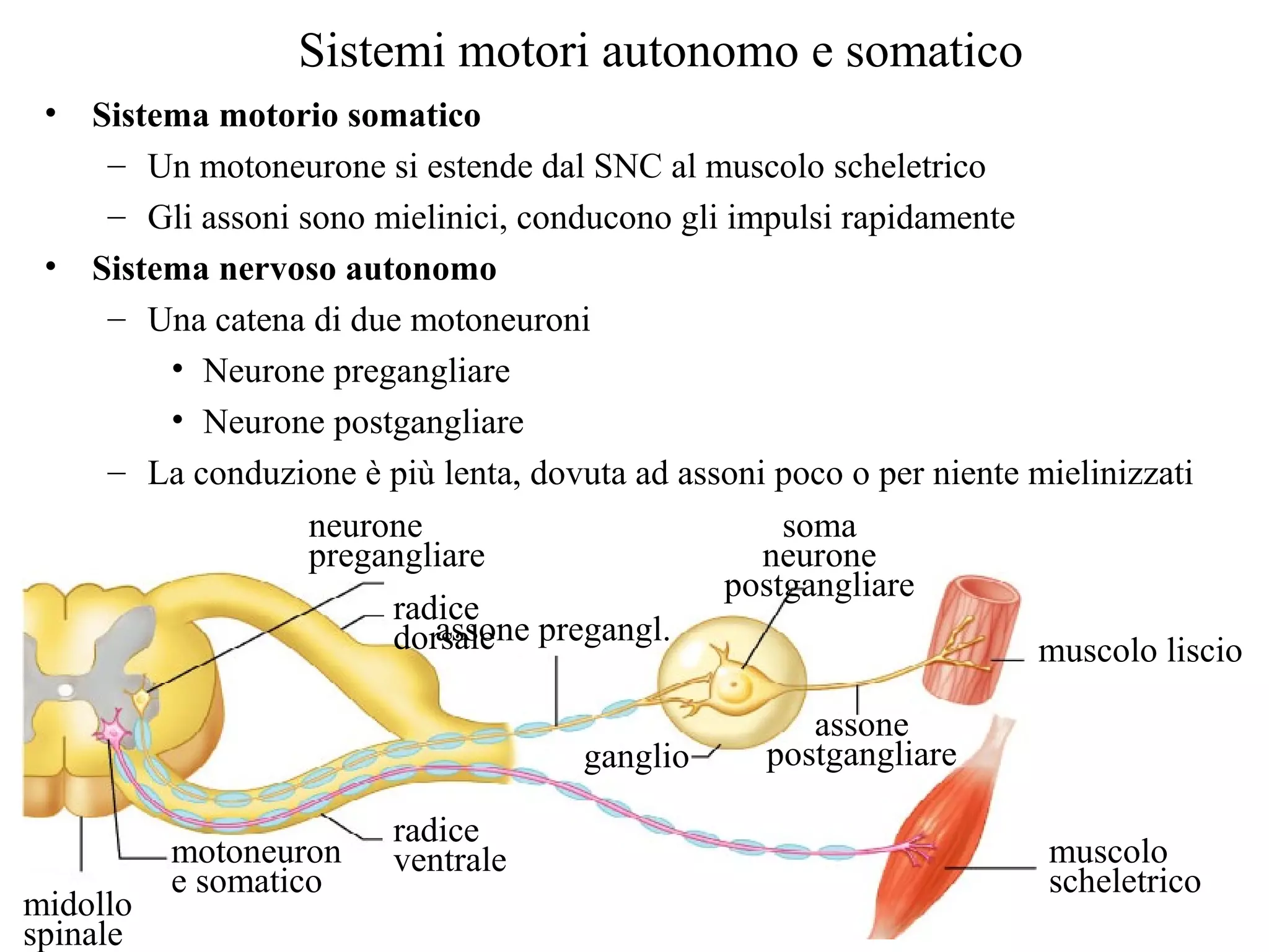 10 sistema nervoso autonomo | PPT