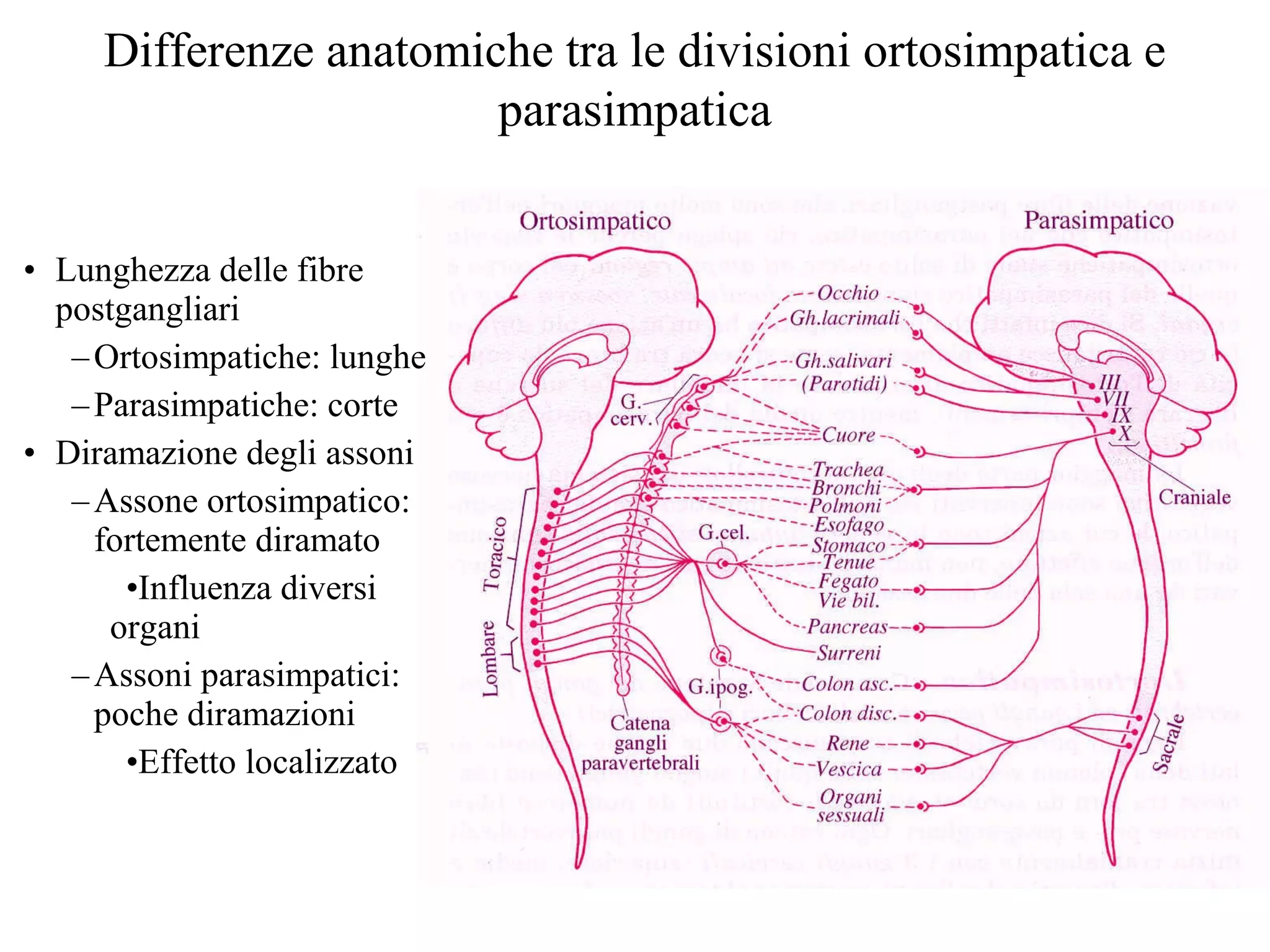 10 sistema nervoso autonomo | PPT