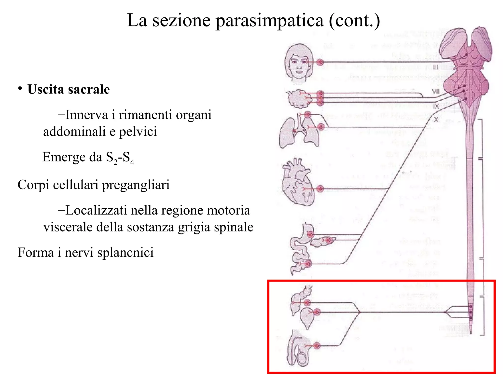 10 sistema nervoso autonomo | PPT