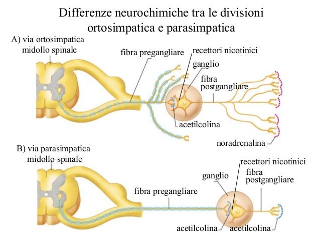 10 sistema nervoso autonomo
