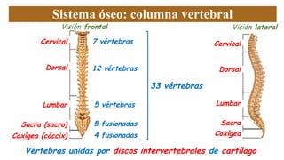 Sistema óseo humano para alumnos de 3º ESO..pptx