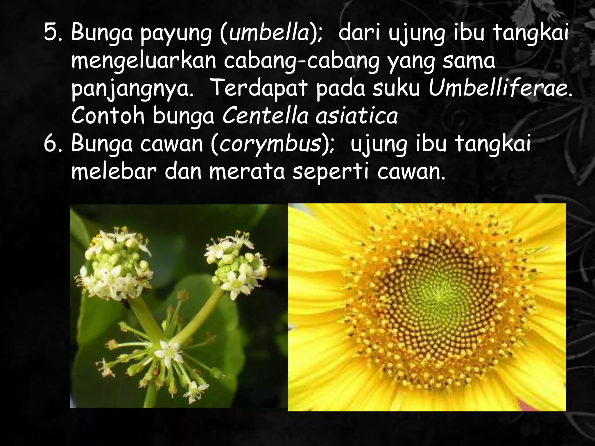 PPT Morfologi Tumbuhan - Bunga Majemuk | PPTX