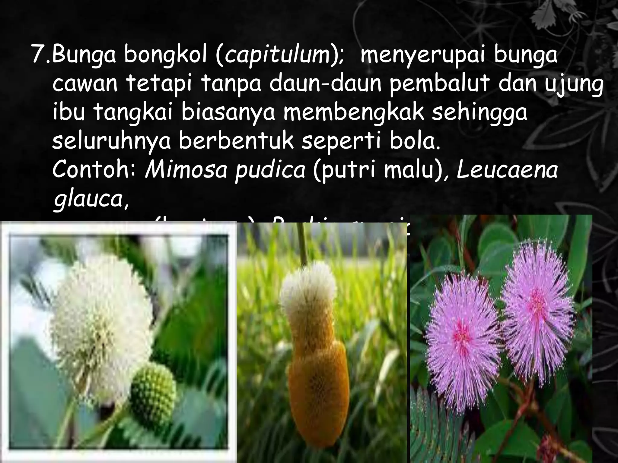 PPT Morfologi Tumbuhan - Bunga Majemuk | PPTX