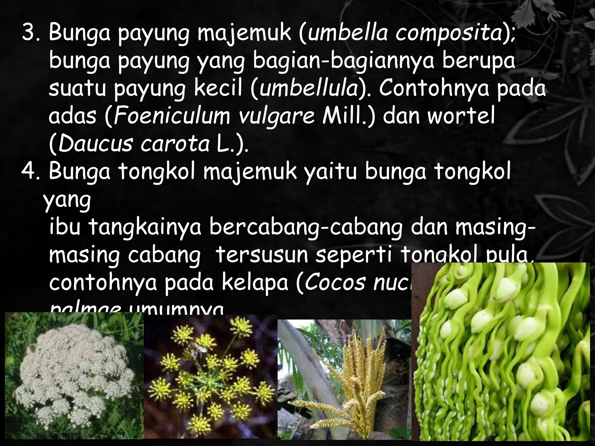 PPT Morfologi Tumbuhan - Bunga Majemuk | PPTX