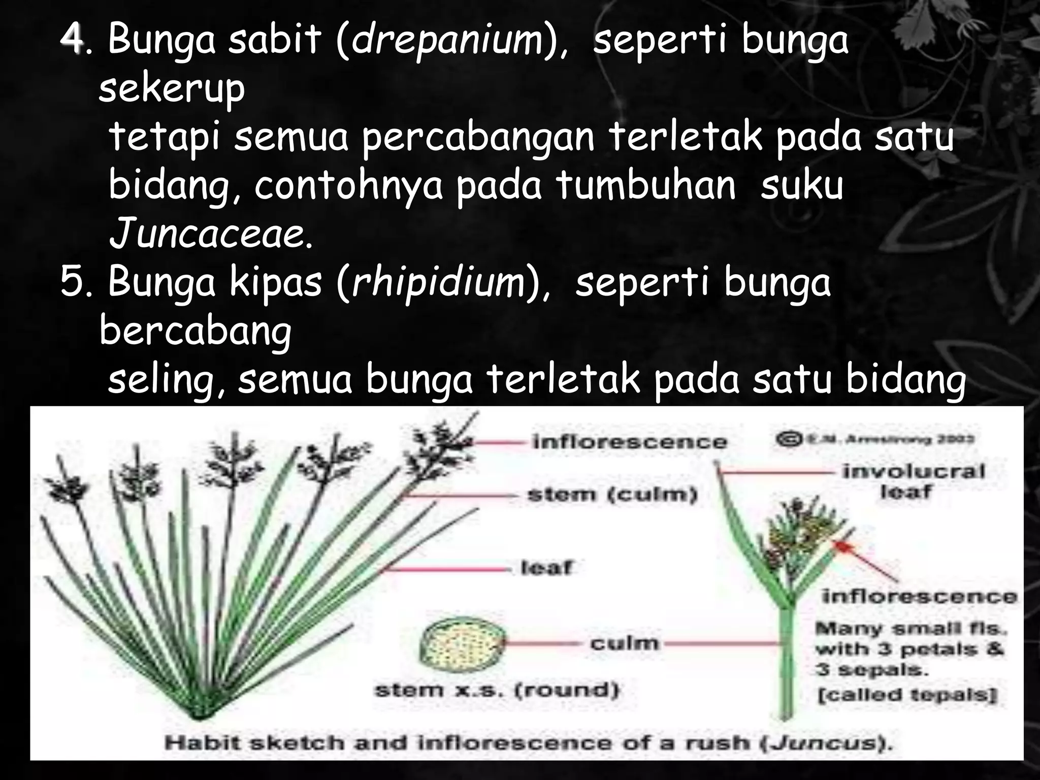 PPT Morfologi Tumbuhan - Bunga Majemuk | PPTX