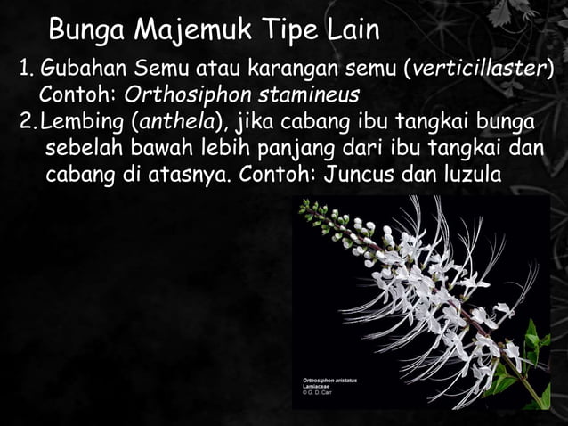 PPT Morfologi Tumbuhan - Bunga Majemuk | PPTX