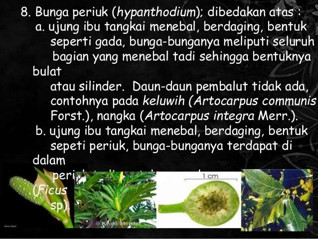 18+ Contoh Bunga Majemuk Terbatas yang Banyak Dicari - Informasi ...