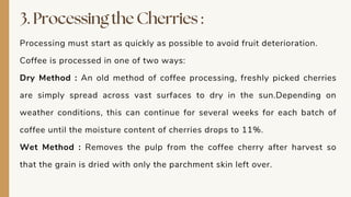 10 stages from seed to coffee mug | PPT