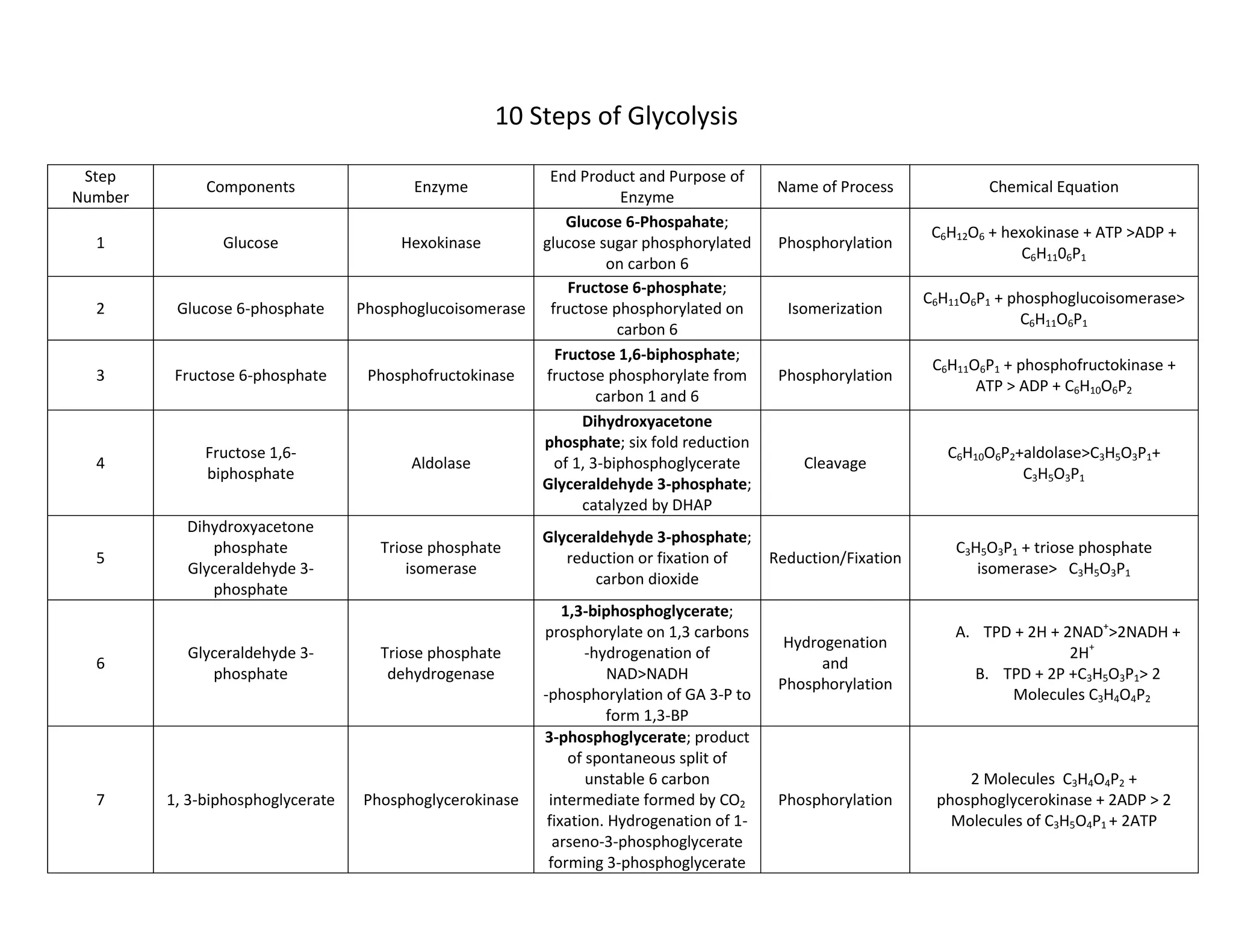 10 Steps of Glycolysis | DOCX