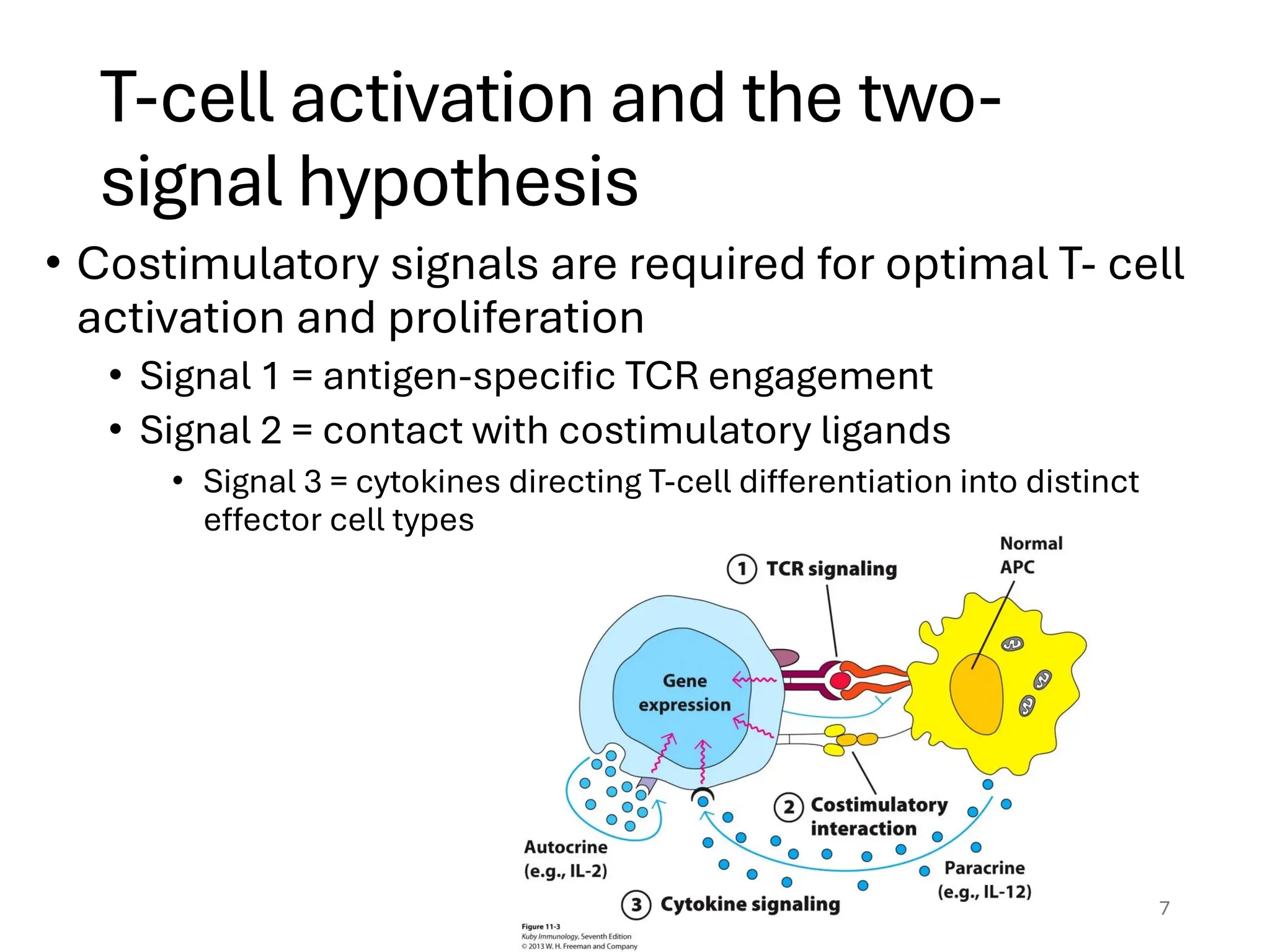 10 T-Cell Activation, Differentiation, and Memory.pdf