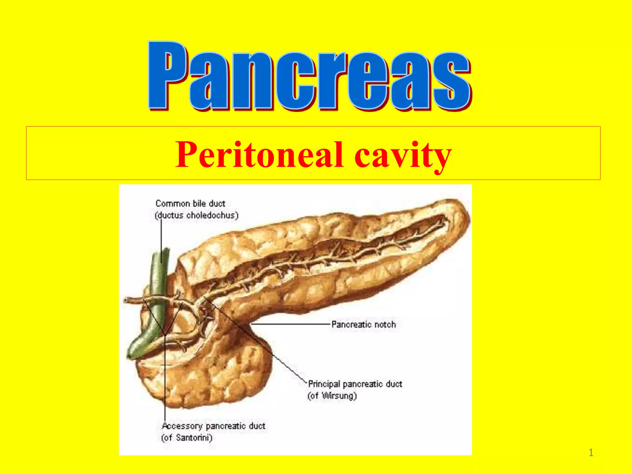 10 THE PANCREAS (1).pptx