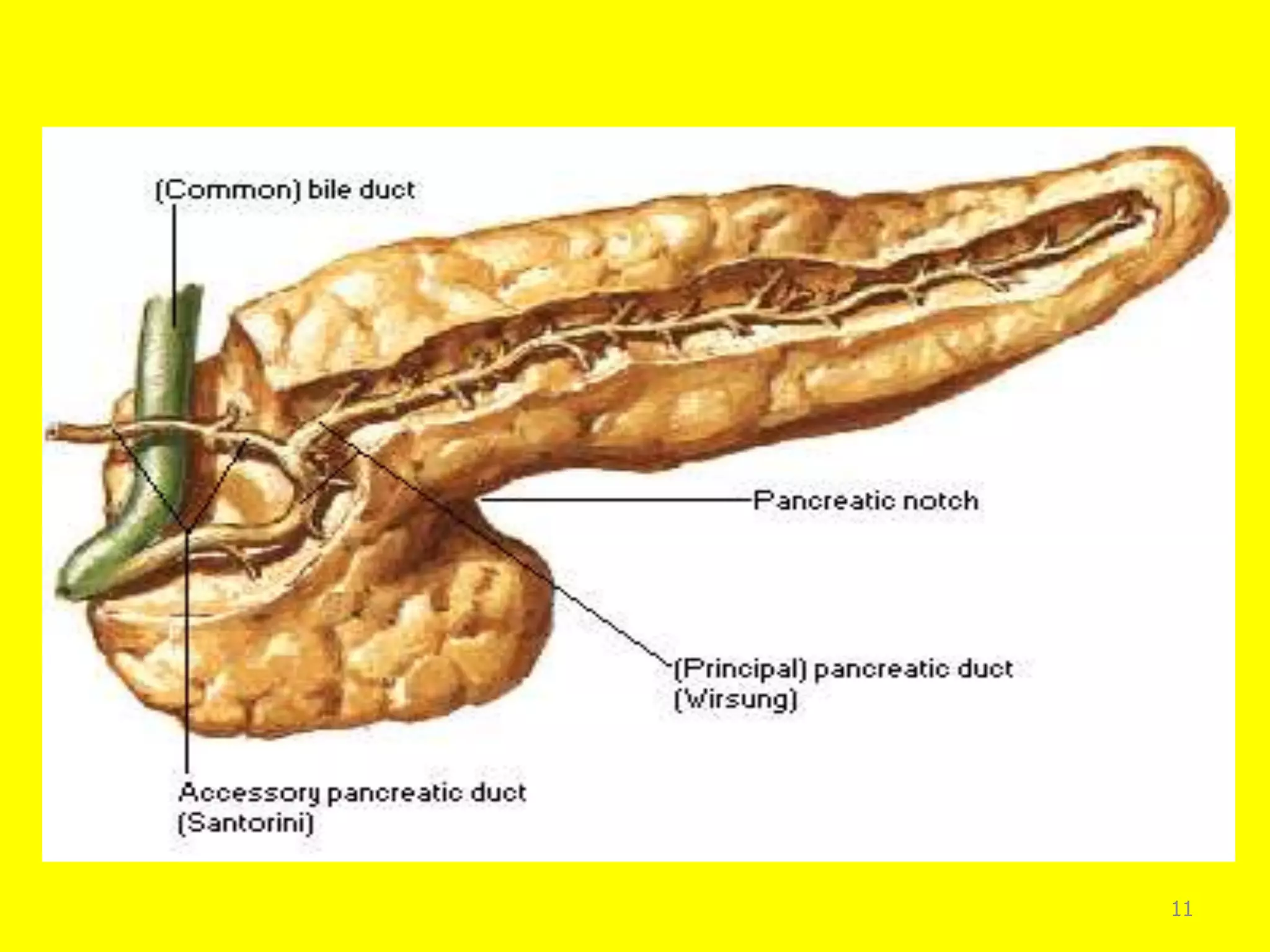 10 THE PANCREAS (1).pptx