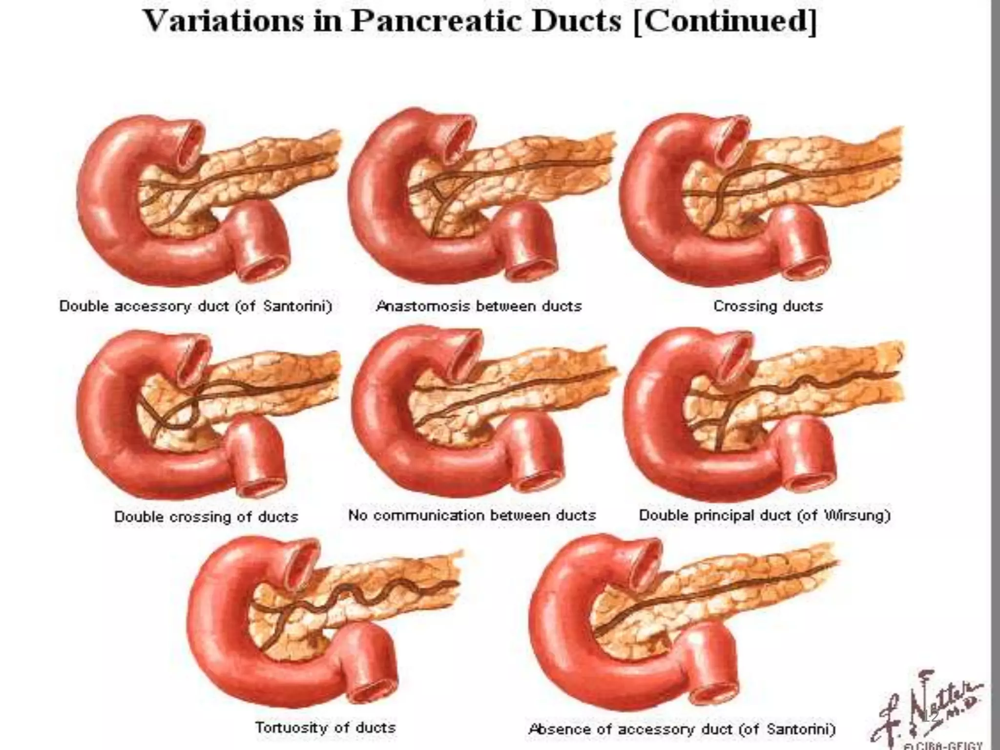 10 THE PANCREAS (1).pptx