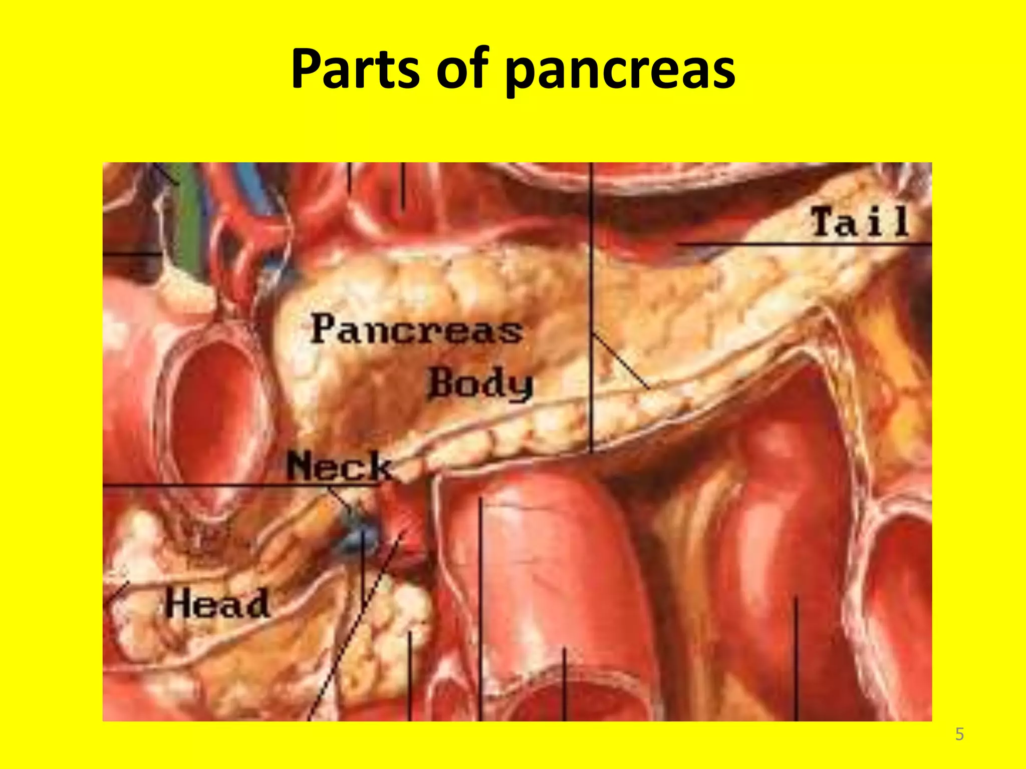10 THE PANCREAS (1).pptx