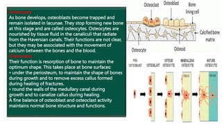The skeletomuscular.ppsx