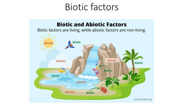 Biotic factors. Types of interactions 10 | PPTX