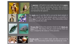 Biotic factors. Types of interactions 10 | PPTX